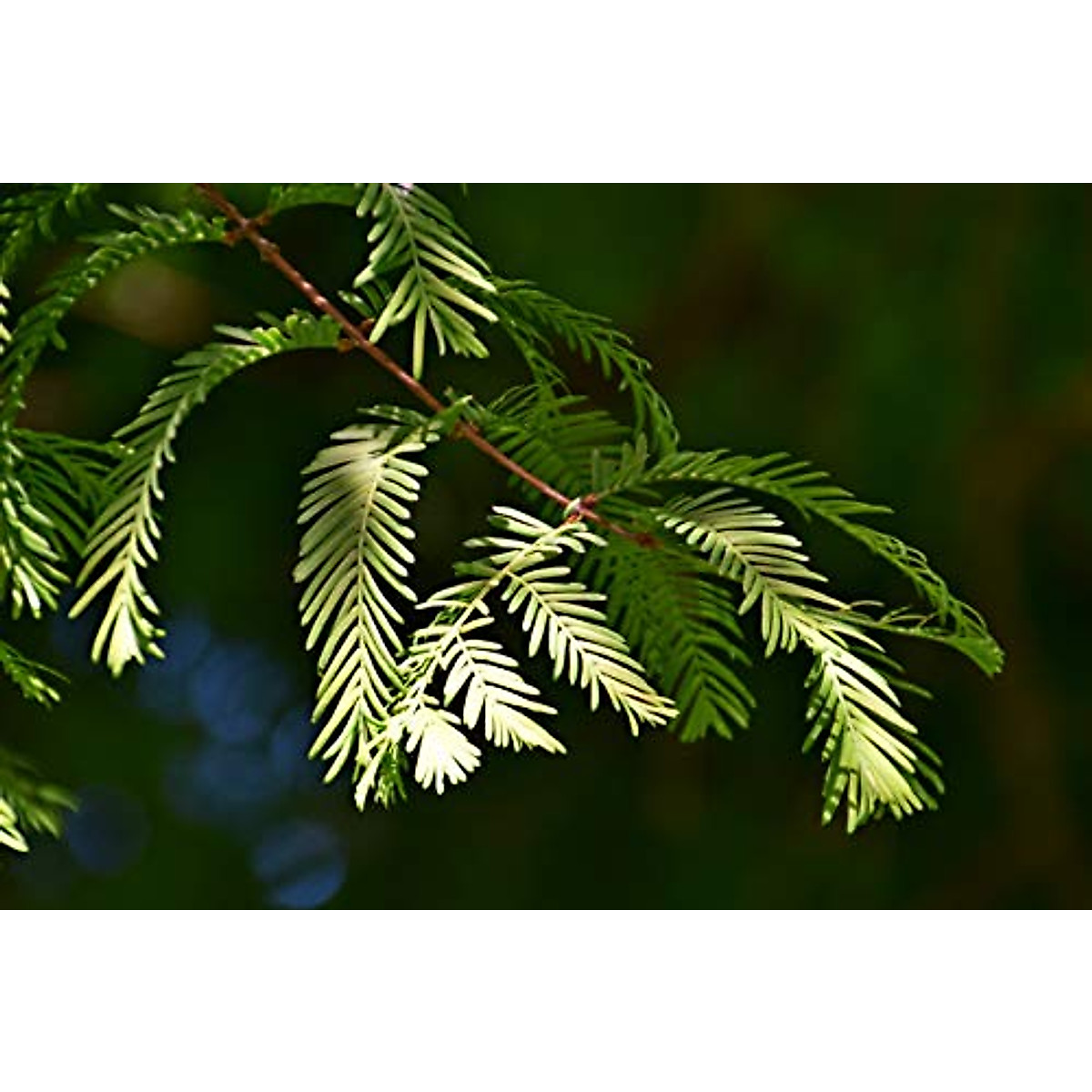 Jurassic Dawn Redwood | Tree Seed Grow Kit | The Jonsteen Company