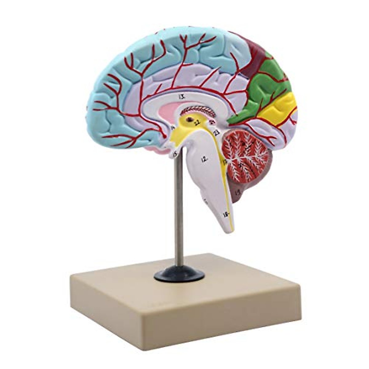 Functional Human Brain Model, Cross Section - 1/2 Size - Color Coded & Numbered with Key Card - Includes Mount - Eisco Labs