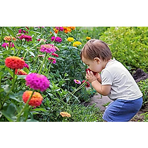 500+ Mix Colors Zinnia Seeds for Planting Outdoors, Heirloom Non-GMO 90% Germination, Open Pollinated, Wonderful Gardening Gifts