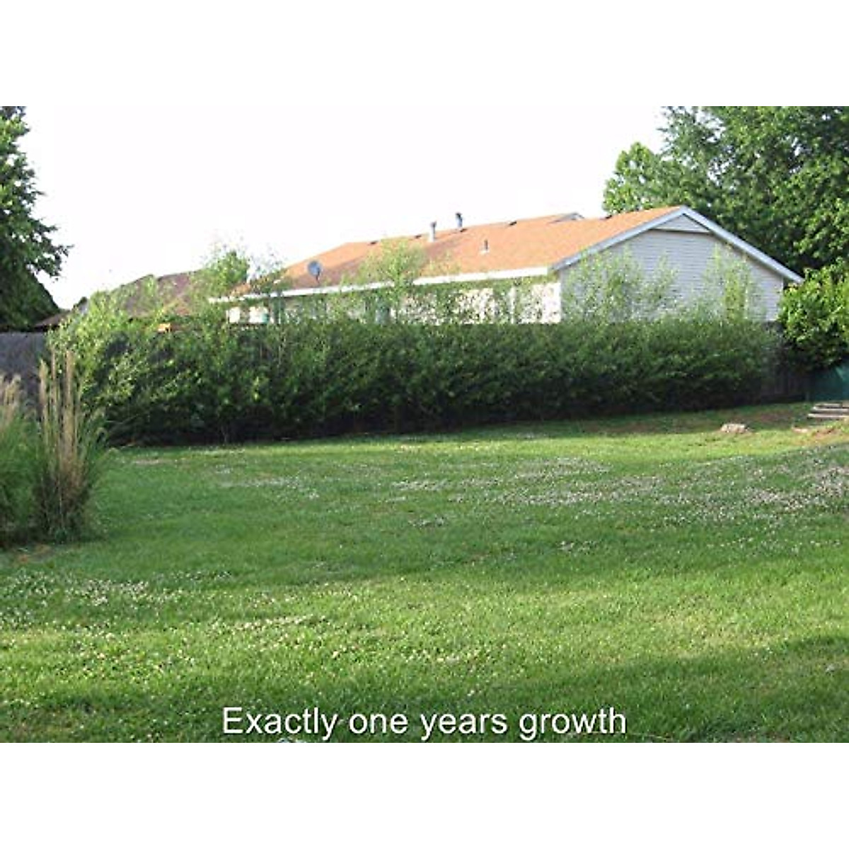 18 Hybrid Willow Trees - Privacy Trees Fast Growing - Great Visual and Sound Barrier - Growing Tutorial Video Link