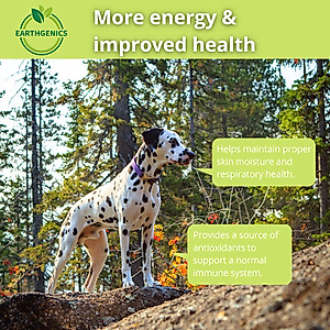 Premium Dog Joint Supplement with Glucosamine, Chondroitin, MSM, Omega 3 and 6 – Natural Dog Hip and Joint Supplement for Mobility – 90 Soft Chews