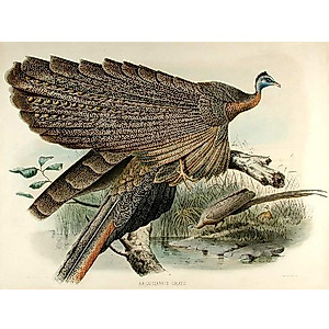 Argusianus Grayii [Argus]