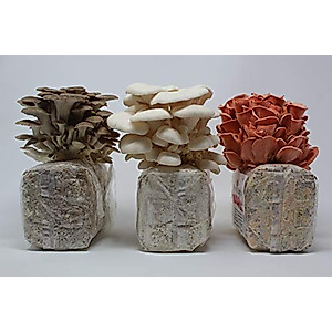 Forest Origins Specialty Trio Oyster Mushroom Grow Kit 3-Pack Variety - Beginner Friendly & Easy to Use, Grows in 10 Days | Handmade in California, USA | Top Gardening Gift, Holiday Gift & Unique Gift