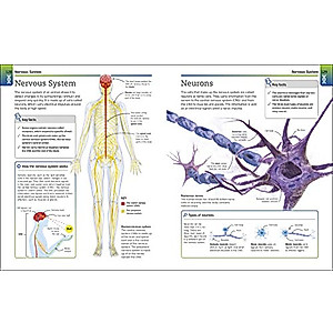 Super Simple Biology: The Ultimate Bitesize Study Guide (DK Super Simple)