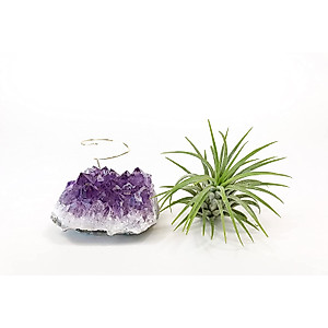 Small Amethyst Crystal Air Plant Holder Includes live Air Plant and Happy Birthday Gift Box