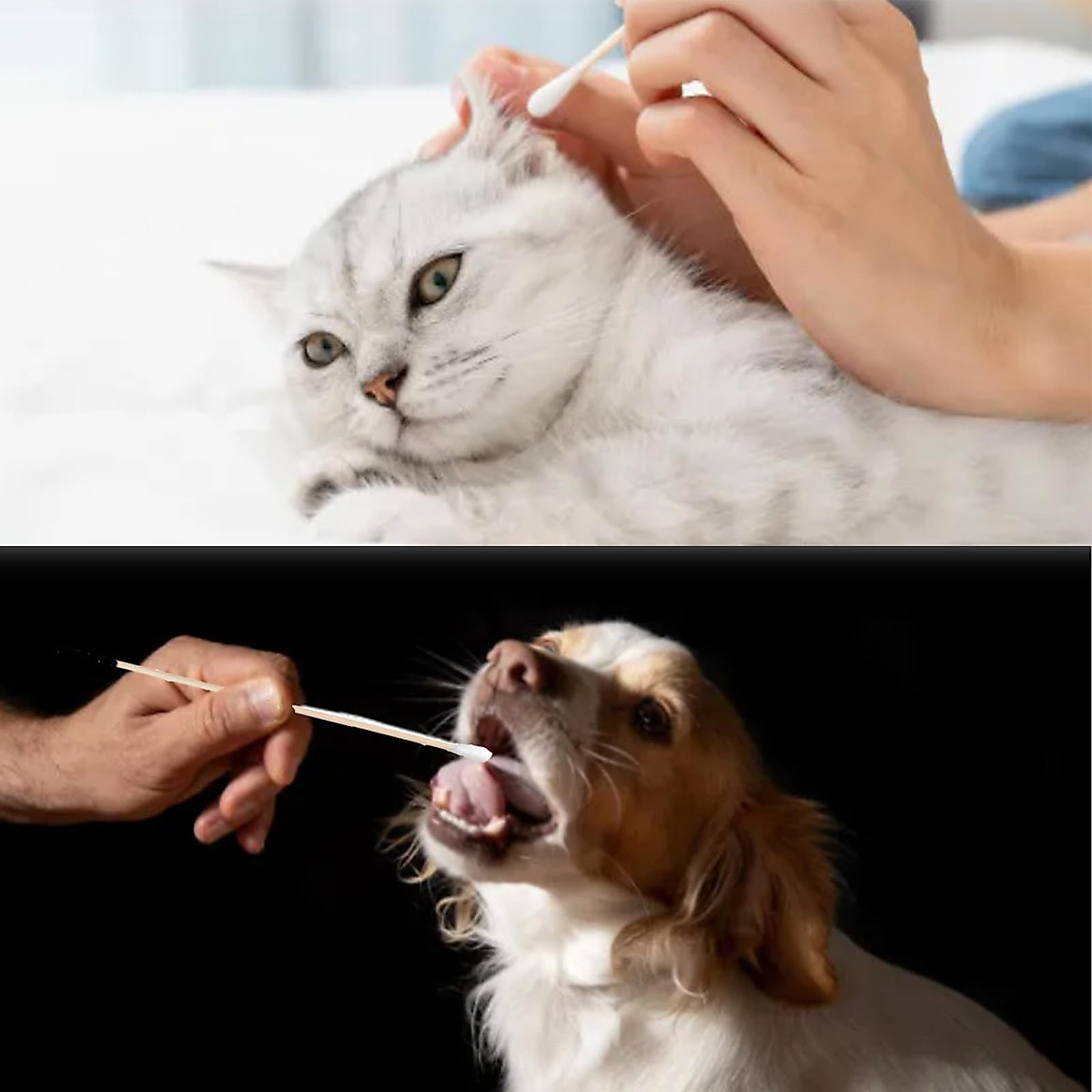 200PCS Cotten Swab Applicators, 6 Inch Long Wooden Cotton Swabs - Cleaning Gun Sterile Medical Q Sticks Tips Applicator With Wood Handle - Makeup & Ear Cleaner Remover Tools - For Ceramics, Jewelry