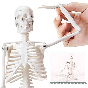 RONTEN Mini Size Human Skeleton Model, with Removable Arms and Legs 17.7” Anatomical Skeleton with Plastic Base for Anatomy Teaching and Studying, Colorful Poster Includes