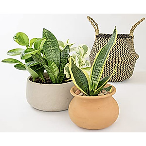 Altman Plants, Classic Houseplant Collection (4PK) Live Plants Indoor Plants Live Houseplants in Plant Pots, Easy House Plants Indoors Live, Snake Plant, Pothos in Potting Soil, Clean Air Plants