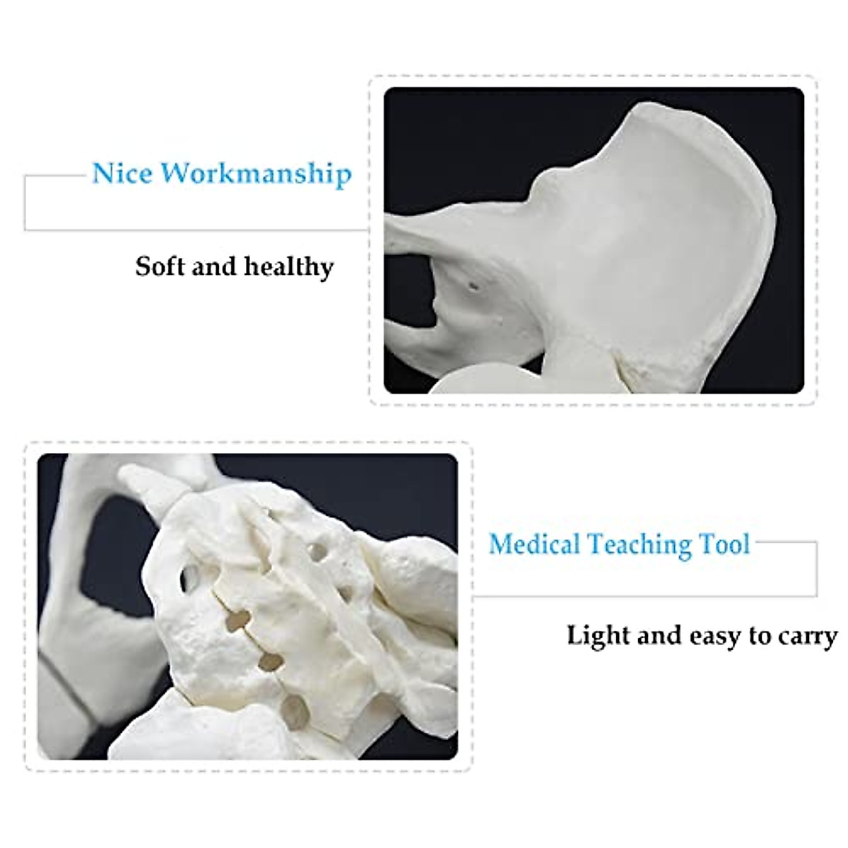 Female Pelvis Model, Life Size Female Pelvic Skeleton Mode, Female Anatomy Model for Science Education, Hip Bone Pelvic Model Female Anatomical Model