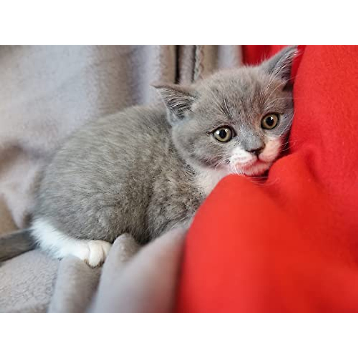 Ngawari Fleece Throw Blanket Lightweight Soft Warm Cozy Pet Blanket (Red, 50 * 60 Inch)