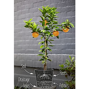 GARDENERA Citrus Tree Potting Soil Mix, Special Blend for Indoor Oranges, Lemons, Limes and More - (1 Quart Bag)
