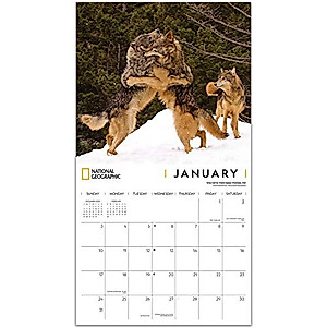 National Geographic Wolves 2021 Wall Calendar