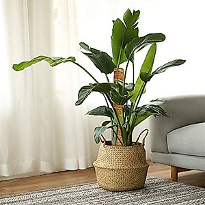 joyhalo Moss Pole- 15.7 Inch Moss Stick for Potted Plants, 4 Pcs Plant Support for Climbing Plants Monstera, Coir Totem Pole