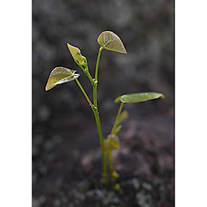1105-Eastern Redbud Tree (Cercis Canadensis ‎) Seeds by Robsrareandgiantseeds UPC0764425786986 Non-GMO,Organic,USA-Grower,Bonsai, 1105 Package of 25 Seeds