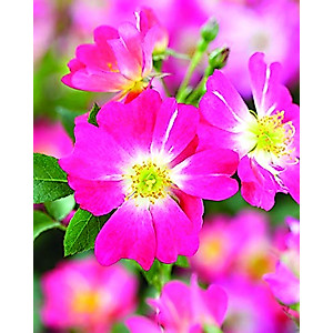 Drift Roses - Rosa Pink Drift (Rose) Rose, pink flowers, #2 - Size Container