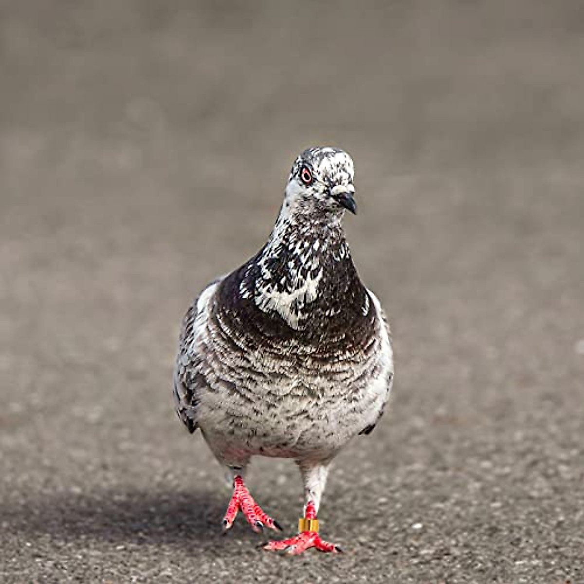 HANABASS 18pcs Aluminium Pigeon Leg Rings Dove Leg Rings Identify Bands Training Identify Birds Foot Ring for Pigeons Lovebird Coturnix Quail Chicken Goose Gamefowl Turkey Multicolor