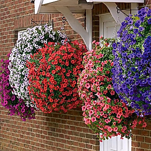 5200+ Petunia Seeds Grandiflora Flowers Mixed Rainbow Color for Bonsai Planting Home Garden House Plant Flower Seed Mix Color