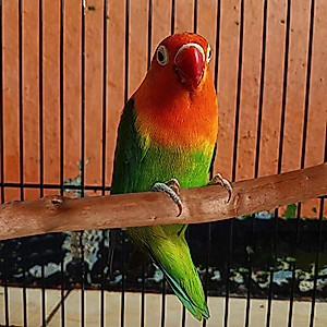 Natural Wood Bird Perches,Natural Wooden Parrot Perch Stand Stick - Parrot Stand Cockatiel Perch Parakeets Toys Bird Supplies Wuwai