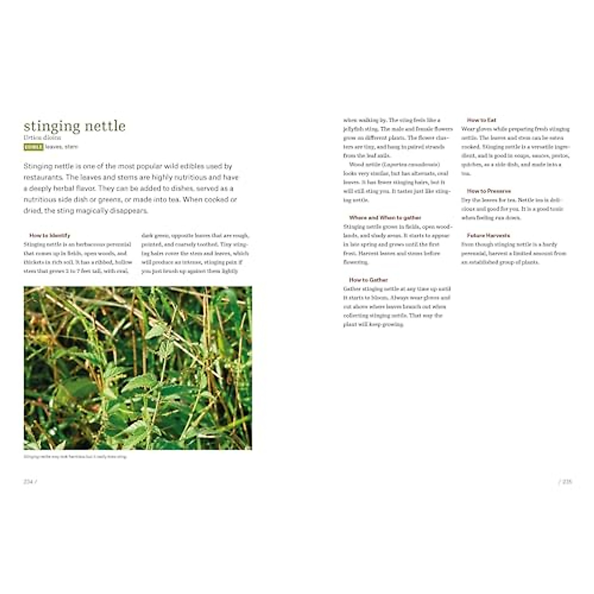 Southeast Foraging: 120 Wild and Flavorful Edibles from Angelica to Wild Plums (Regional Foraging Series)