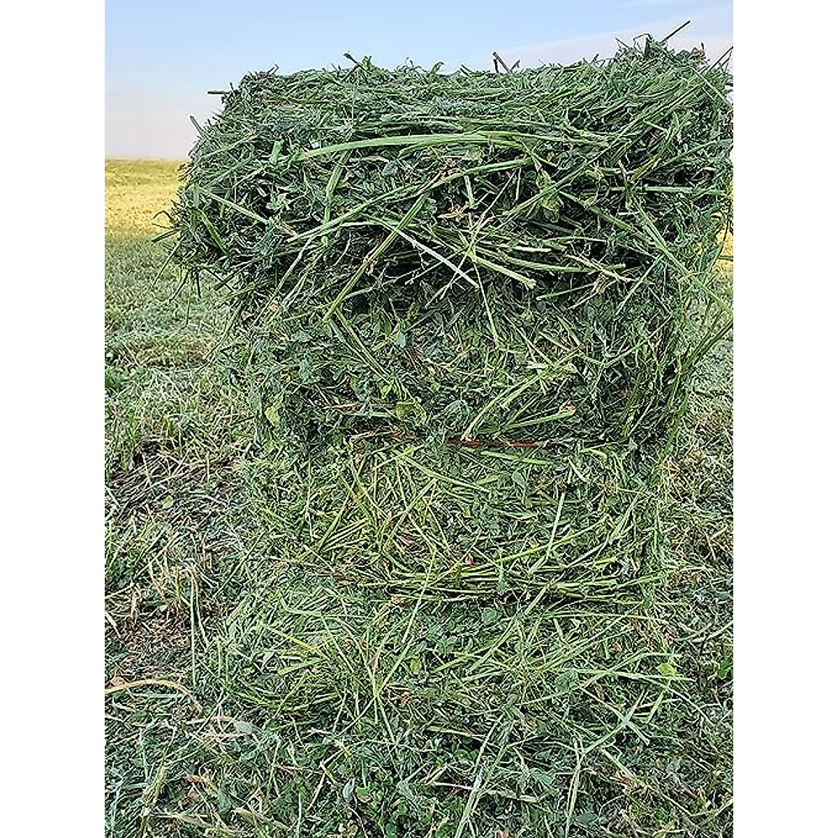 Bulk Fresh Alfalfa Hay 80oz by Bunny Honey - USDA Organic Hay for Small Select Pets, Guinea Pigs, Rabbits, Hamsters - Best Cut & Delivered Fresh - Promotes Healthy Digestive Function - 5 Pound