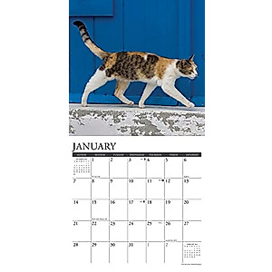 Willow Creek Press Calico Cats Monthly 2024 Wall Calendar (12" x 12")