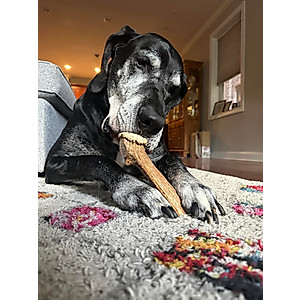 WhiteTail Naturals | Deer Antlers for Extra Large Dogs - (Jumbo-XXL) - Naturally Shed, Long Lasting Chew Bone for Aggressive Chewers