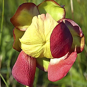 QAUZUY GARDEN- 25 Sarracenia Purpurea Seeds Purple Pitcher, Rare Tropical Exotic Plant, Very Hardy, Heat Tolerance, Easy to Grow