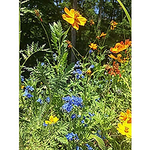 Backyard Safari Company Grow Gardens, Honey Bee Habitat