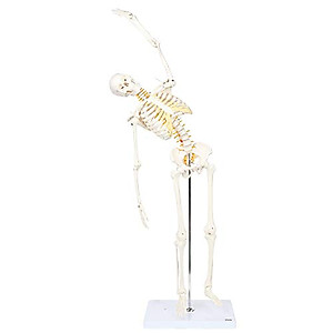 Axis Scientific Mini Human Flexible Skeleton Model with Stand, 34" Tall Skeleton Includes Flexible Spine and Removable Arms and Legs, a Stand and Base for Display and Demonstration,