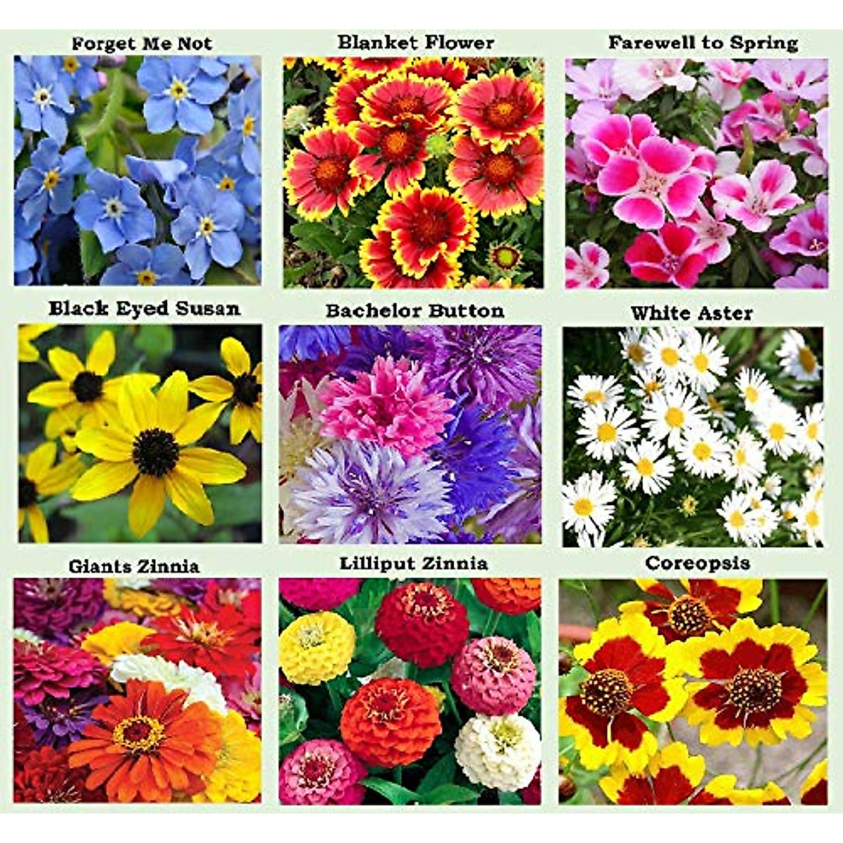 25 Heirloom Flower Seed Packets for Planting: 20+ Varieties Flower Seeds - Forget Me Not, Sunflower, Marigold, Zinnia Lilliput, Snapdragon, Hummingbird & Butterfly Wildflower Seeds and More
