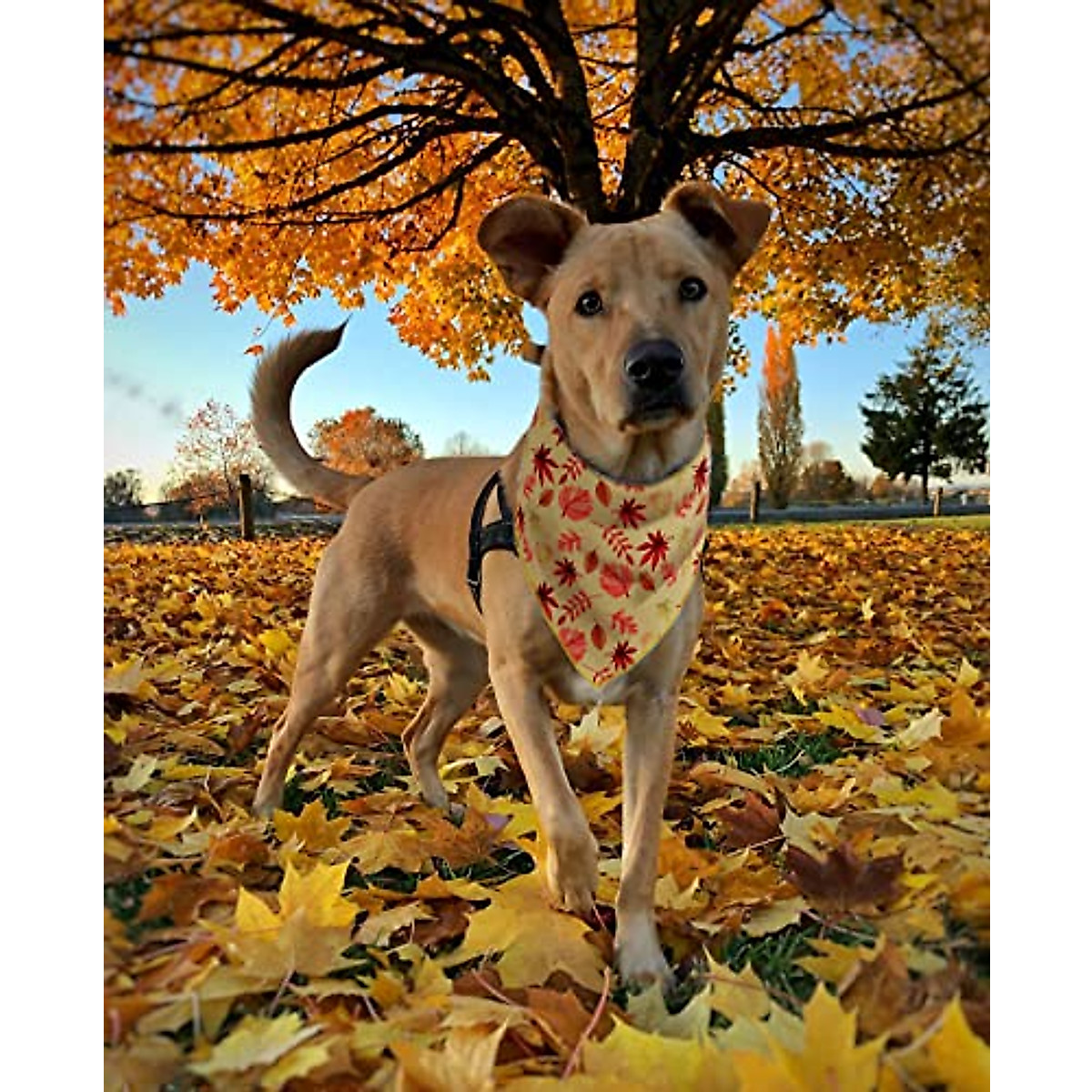 2 Pack Fall Thanksgiving Dog Bandanas Bibs Triangle Puppy Scarf Bibs Dog Kerchief Set Dog Bandana for Dogs Cat Pet