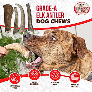 Best Chews Whole Elk Antlers for Dogs – Natural Dog Antler Chew USA Sourced Antlers for Dogs - Long Lasting Dog Antlers for Aggressive Chewers - Promotes Oral Health - Dog Elk Antlers