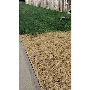 EcoColorants Green Grass Paint 32 oz(Quart)-Eco-Friendly , Made in the USA, Lawn Colorant, Turf Paint, Dye, Covers up to 1,000 square feet, Spray, (GGP1Q)