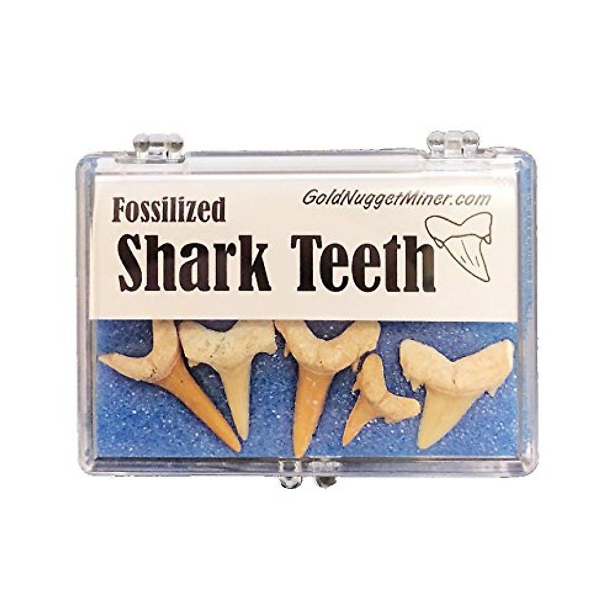 Fossil Shark Teeth with Display Box - 5 Teeth - Fossil Collection