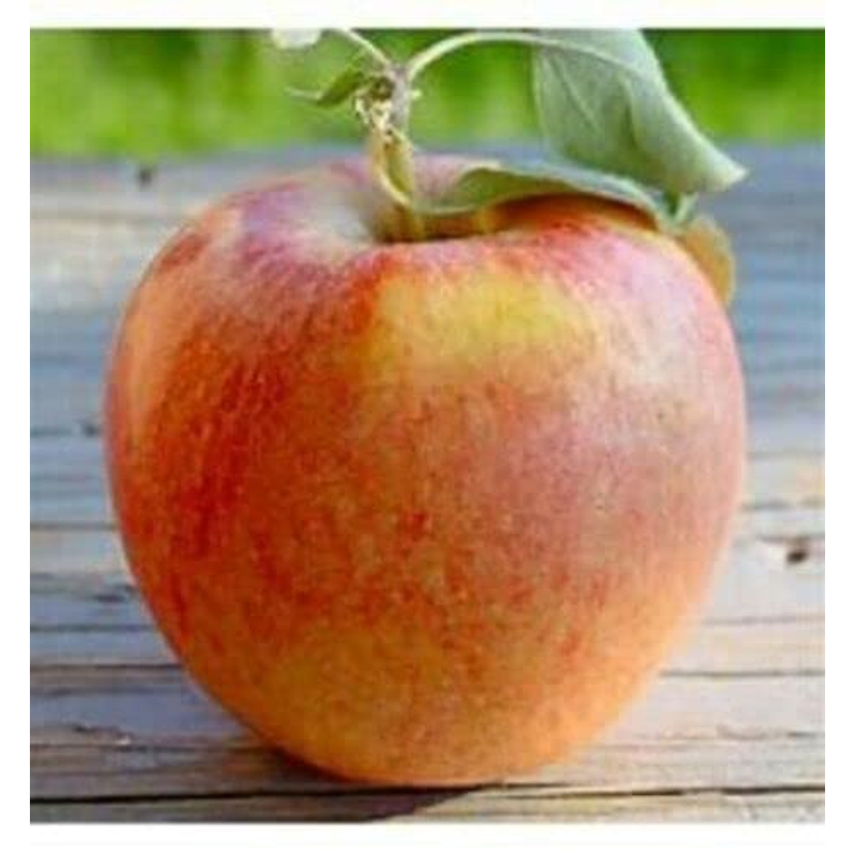 1 Honeycrisp Apple Tree, 15+inch, Fast Growing Fruit for Orchards - Read Ad