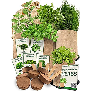 Medicinal Herbs Starter Kit - Non GMO, Heirloom Seeds - Basil, Parsley, Cilantro (Coriander), Oregano, Dill - Includes Pots, Soil, Bamboo Plant Markers - Gardening Gift
