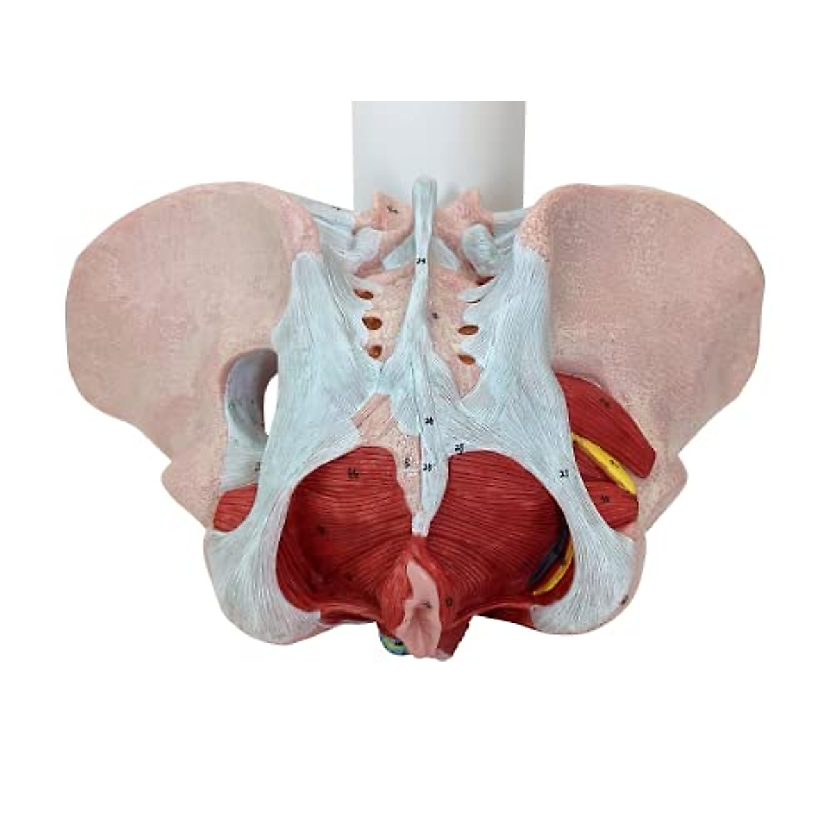 Axis Scientific Female Pelvis Model with Muscles Pelvic Floor, Ligaments, and Nerves Anatomy Model