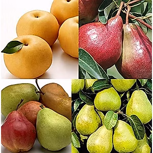 20 Seeds of Mixed Pears Trees, Bartlett, Kieffer, Green Anjou, Red Anjou, Asian Singo Pears Trees Seeds