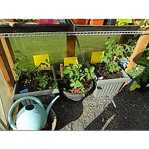 Faicuk Yellow Dual-Sided Sticky Fly Traps for Plant Insect Like Aphids, Fungus Gnats, Leaf Miners and White Flies (10 Pack)