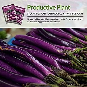 Survival Garden Seeds - Long Purple Eggplant Seed for Planting - Packet with Instructions to Plant and Grow Skinny Italian Aubergine Plants in Your Home Vegetable Garden - Non-GMO Heirloom Variety