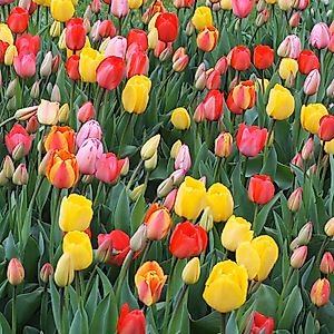 100 Darwin Tulip Mix Flower Bulb Box with Easy Carry Handle - Red, Yellow, Orange and Purple Colors - Easy to Grow Flowers - Plant in Gardens, Containers & Flowerbeds - Planting Instructions Included