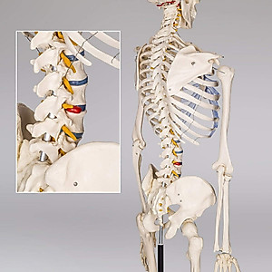 TakeTex 70.8" Life-Size Human Skeleton Model, Including Anatomical Skeleton Model + Colorful Chart + Cover