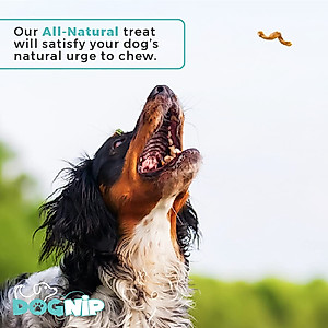 Dog Nip! 4-5" Bully Stick Springs - All Natural Bully Pizzle Bone - Grass Fed Beef - Curly Spiral Bully Sticks - Long Lasting Dog Chew Dental Treats