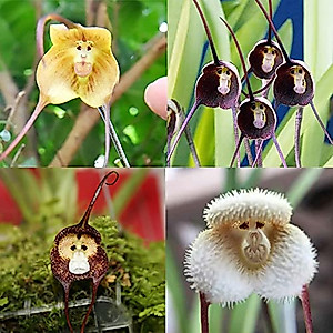 QAUZUY GARDEN 100 Mix Rare Monkey Face Orchid Seeds for Planting - Rare Monkey-Like Dracula Simia Orchid Seeds - Blooms at Any Season - Striking Perennial Orchid Flower