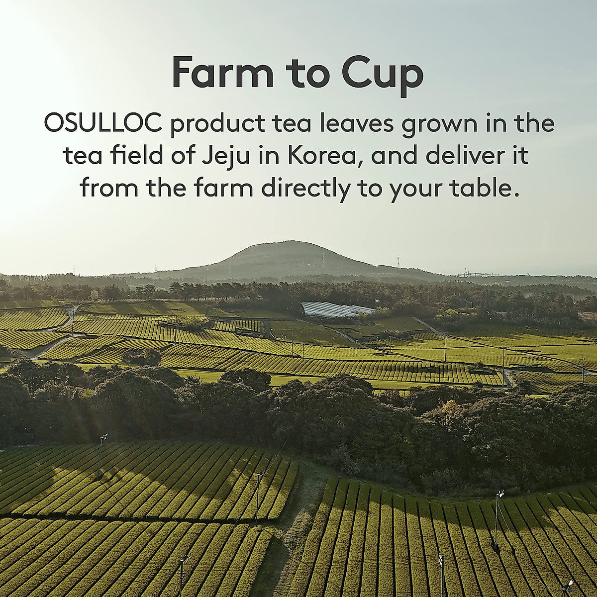 OSULLOC Green Tea Waffles (3.52oz, 100g) | Korean Matcha Flavored Snacks | Asian Snacks, Premium Tea Food