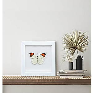 ITrixgan Real Butterfly Specimen In White Frame Display Insect Taxidermy Collection Craft Gift For Home Office Desktop Decor Science Education