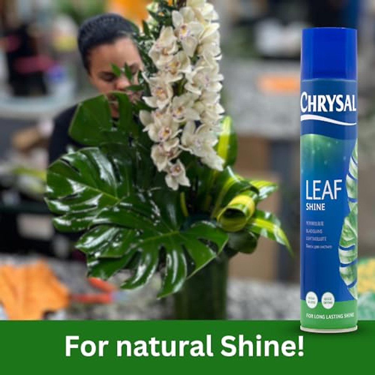 Chrysal Leaf Shine Spray for Indoor Plants (15 Ounce 1 Pack)