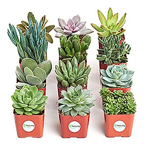 Shop Succulents | Unique Live Plants, Hand Selected Variety Pack of Mini Succulents | Collection of 12