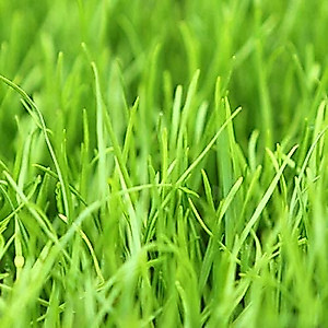 Annual Ryegrass Seeds for Planting - Premium Quality Rye Grass (1 Pound)