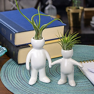 NW Wholesaler - Set of 12 Assorted Live Tillandsia Ionantha Air Plants - Variety pack of Tillandsia Air Plants for Terrariums, Hanging Planters, and Home Decor - Bulk Air Plants - Indoor House Plants